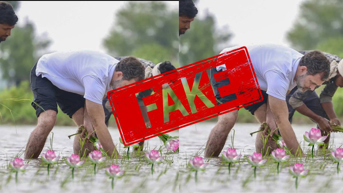 Fact check: Picture of Rahul Gandhi planting lotus flowers is edited ...